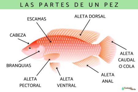 Todo lo que debes saber sobre el esqueleto de un pez - MD Pajedrez