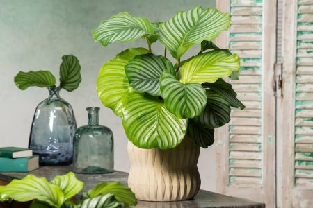 5 Consejos para Mantener tus Plantas Alas de Ángel en Perfecto Estado ...
