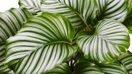 5 Consejos para Mantener tus Plantas Alas de Ángel en Perfecto Estado ...
