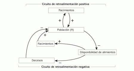 Guía completa sobre realimentación: concepto y tipos que debes conocer ...